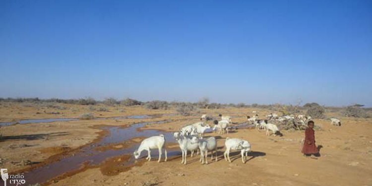 Overgrazing & Environmental Degradation | Accord University